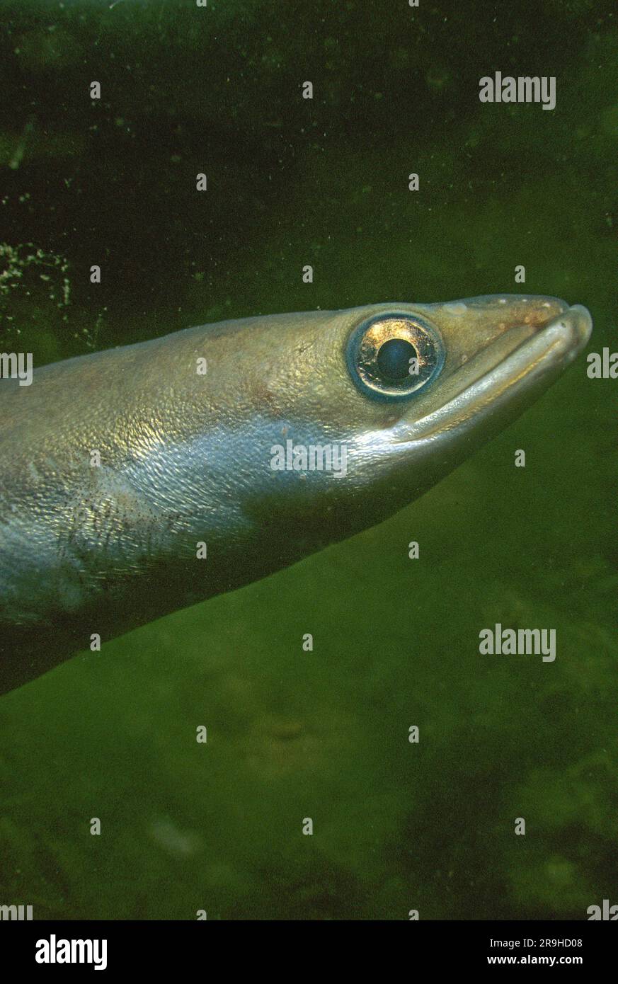Freshwater eel (Anguilla anguilla), Baden-Wuerttemberg, Germany, Europe ...