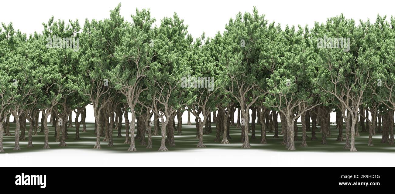 trees in the forest, isolated on white background, 3D illustration, cg ...