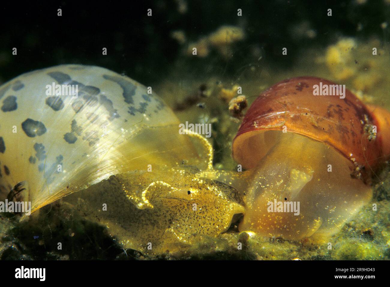 Egg-shaped mud snail (Radix ovata) and Wandering snail (Lymnaea ...