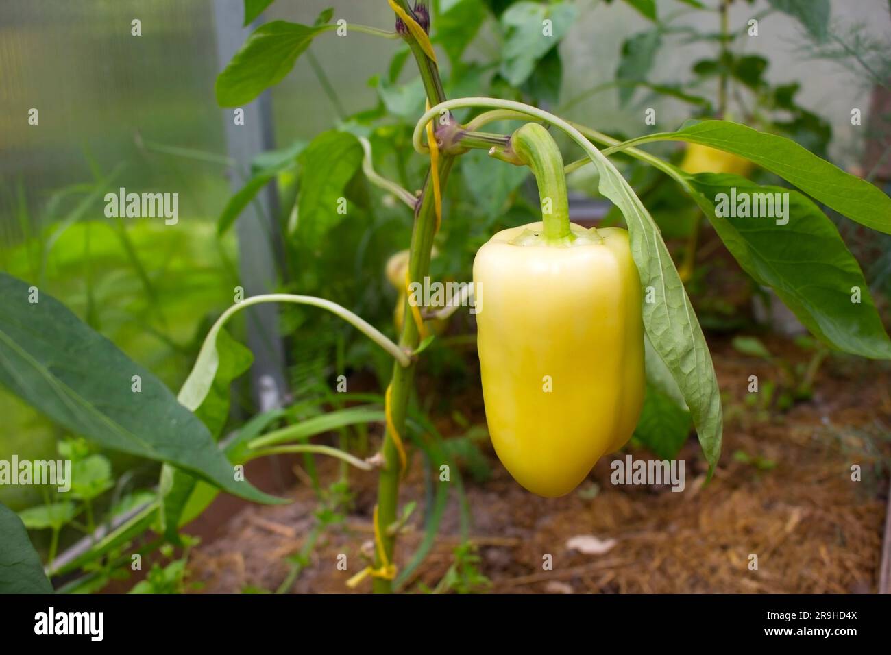 Vegetable garden with ripe bell pepper plants Stock Photo - Alamy
