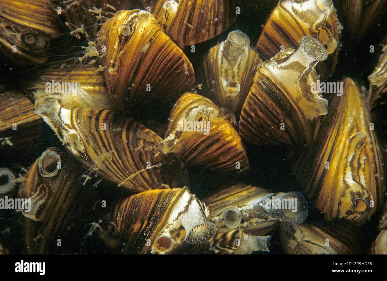 Freshwater shell (Dreissena polymorpha), colony, Baden-Wuerttemberg ...