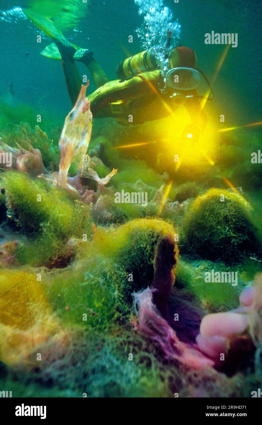 Scuba diver in a pond with Green slime algaes, Baden-Württemberg ...