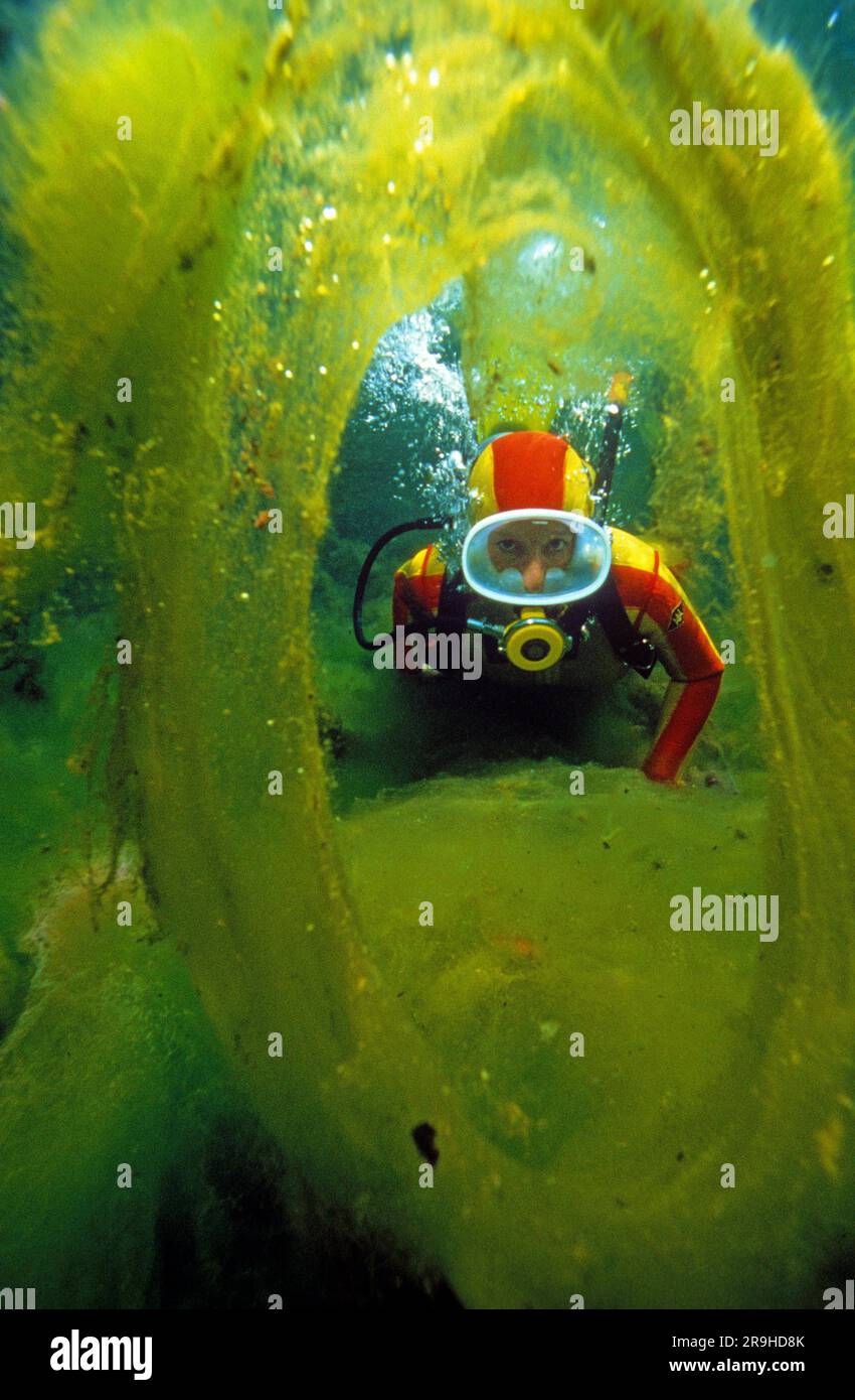 Scuba diver in a pond with Green slime algaes, Baden-Württemberg ...