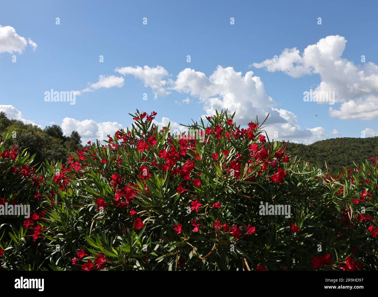Beautiful small Oleander flowers. a poisonous evergreen shrub that is ...