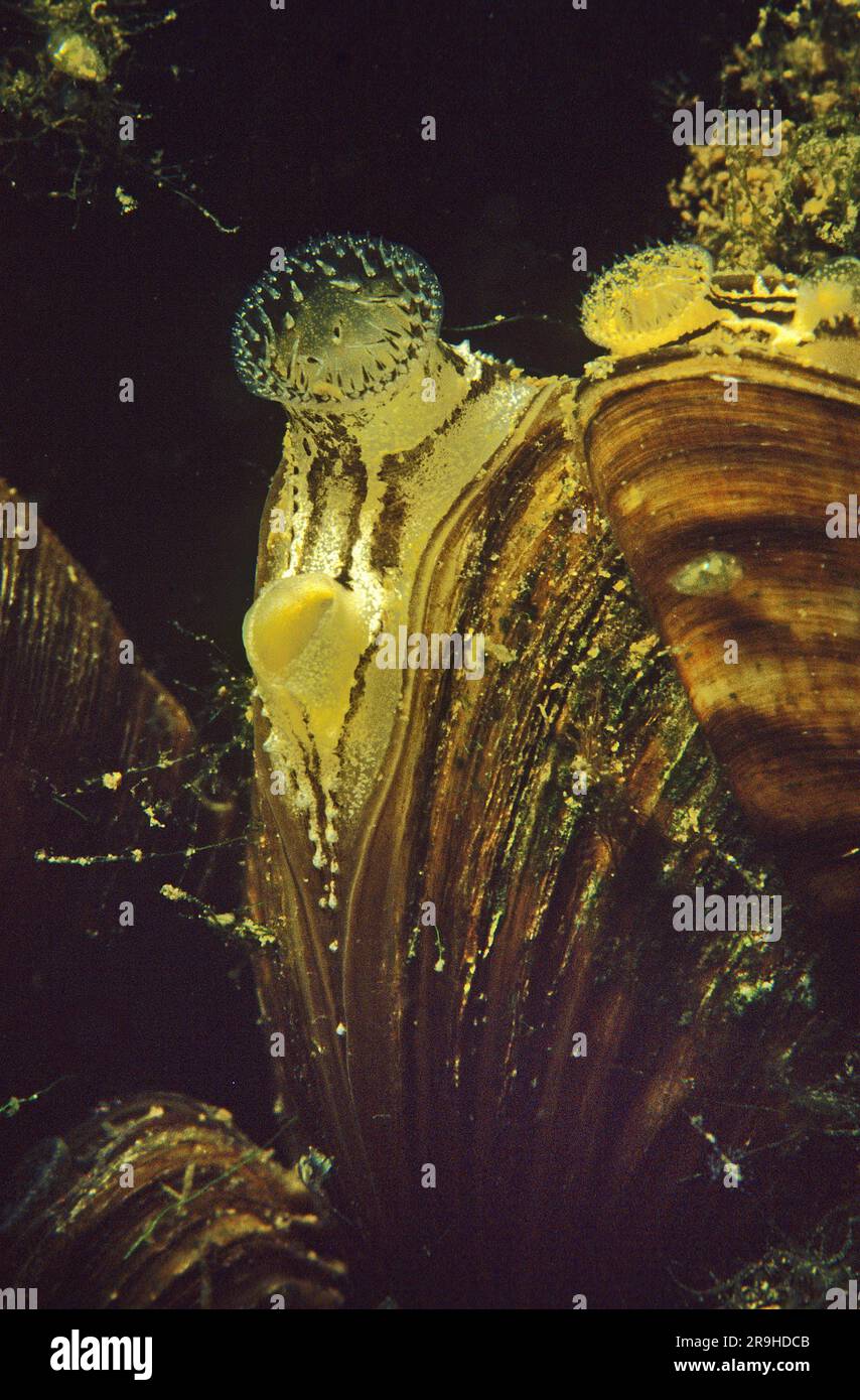 Dreikantmuscheln hi-res stock photography and images - Alamy