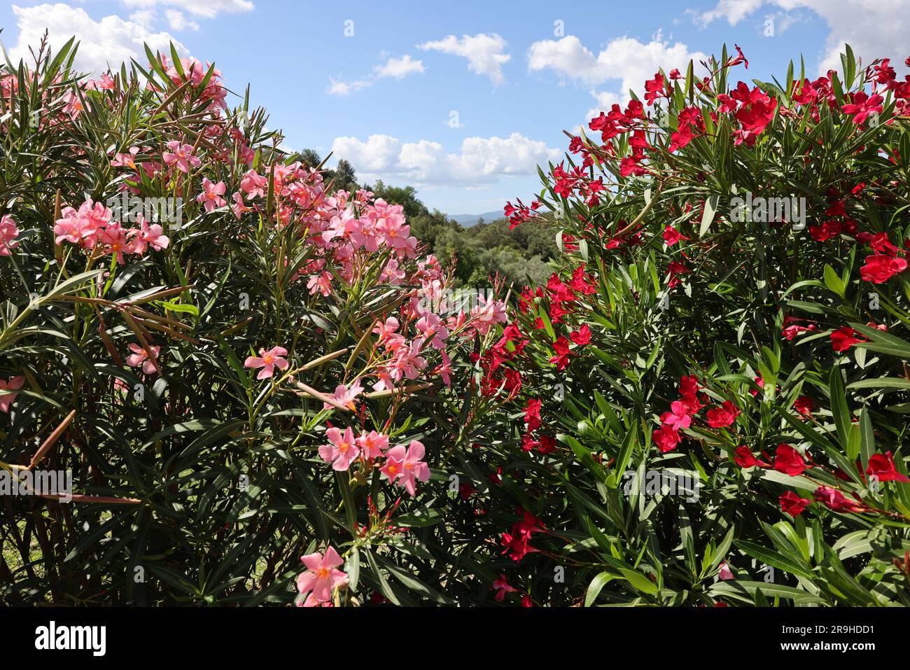 Beautiful small Oleander flowers. a poisonous evergreen shrub that is ...