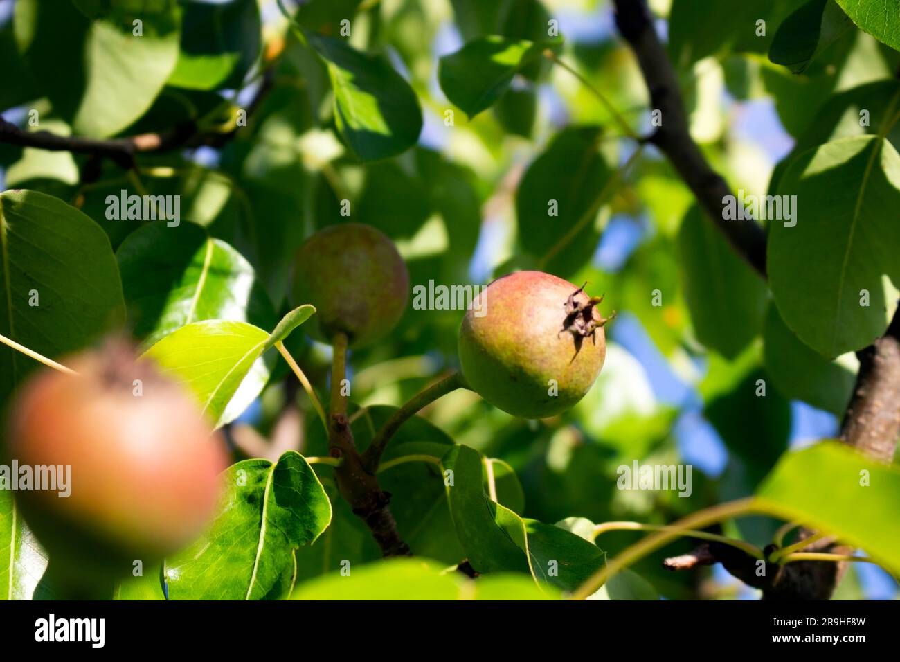 Young fresh pear fruit growing on a tree in summer Stock Photo - Alamy