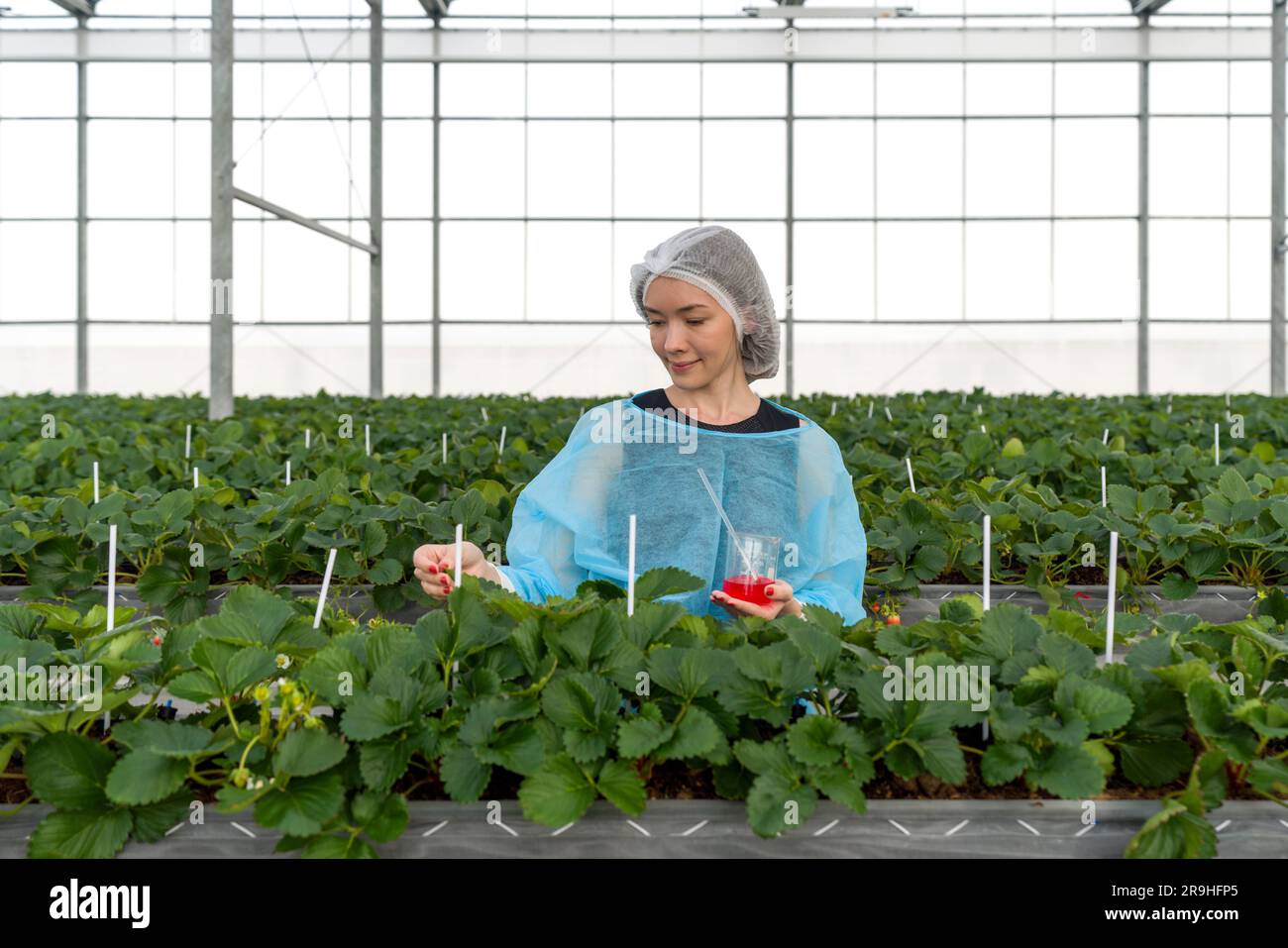 Caucasian female fruit researcher in isolation gown and hairnet holding ...