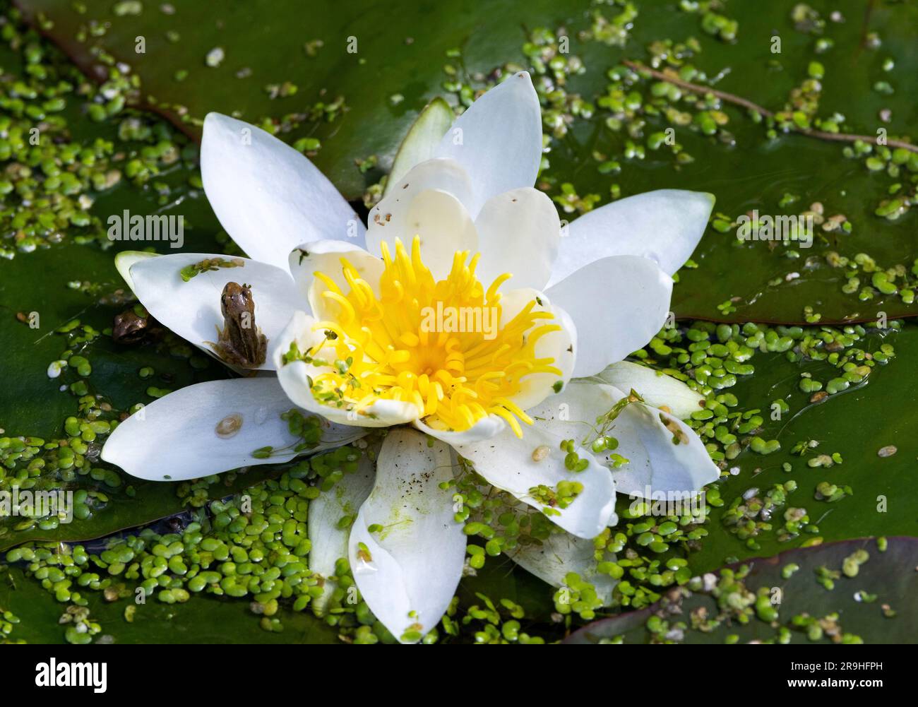 Tiny frog in flower hi-res stock photography and images - Alamy