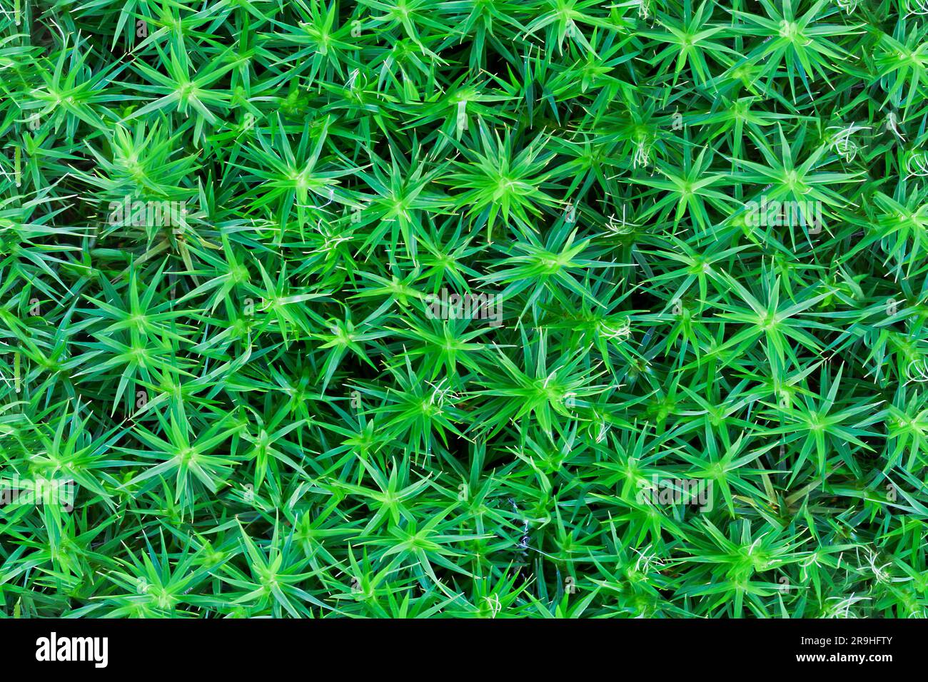 Tileable forest moss texture. Forest ground Stock Photo - Alamy