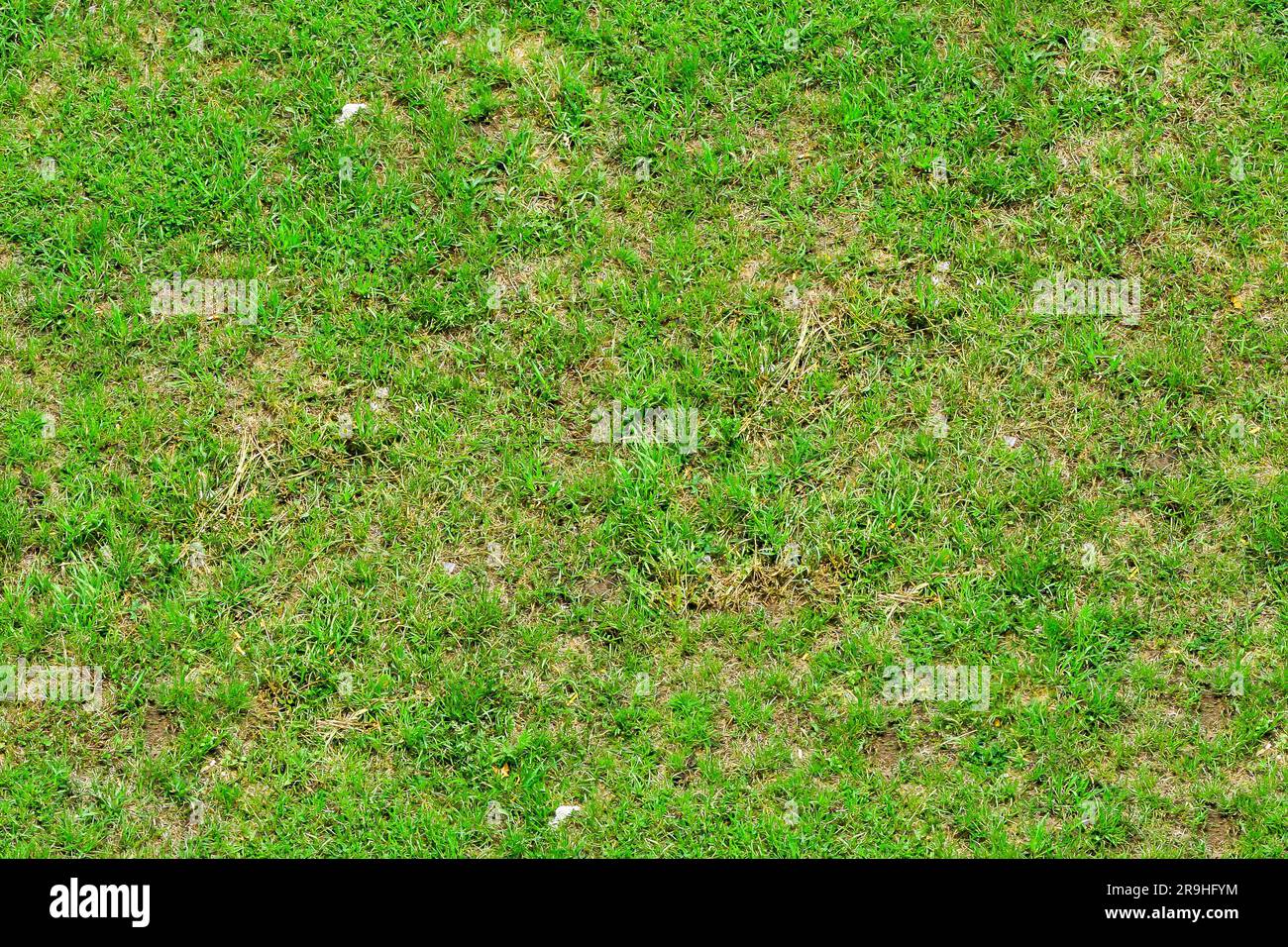 Green grass seamless tileable texture hi-res stock photography and ...