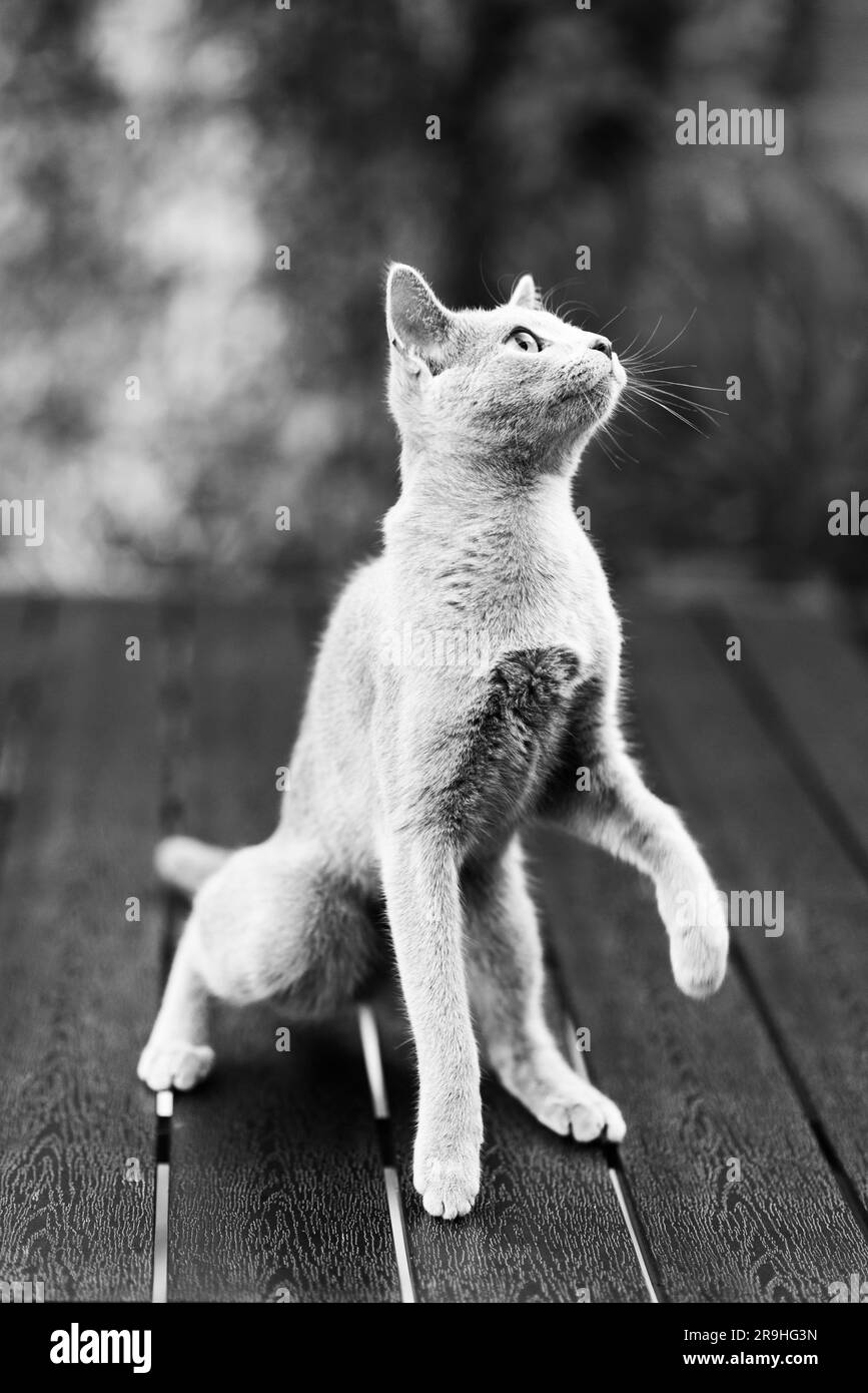 Cat sitting outdoors looking Black and White Stock Photos & Images - Alamy