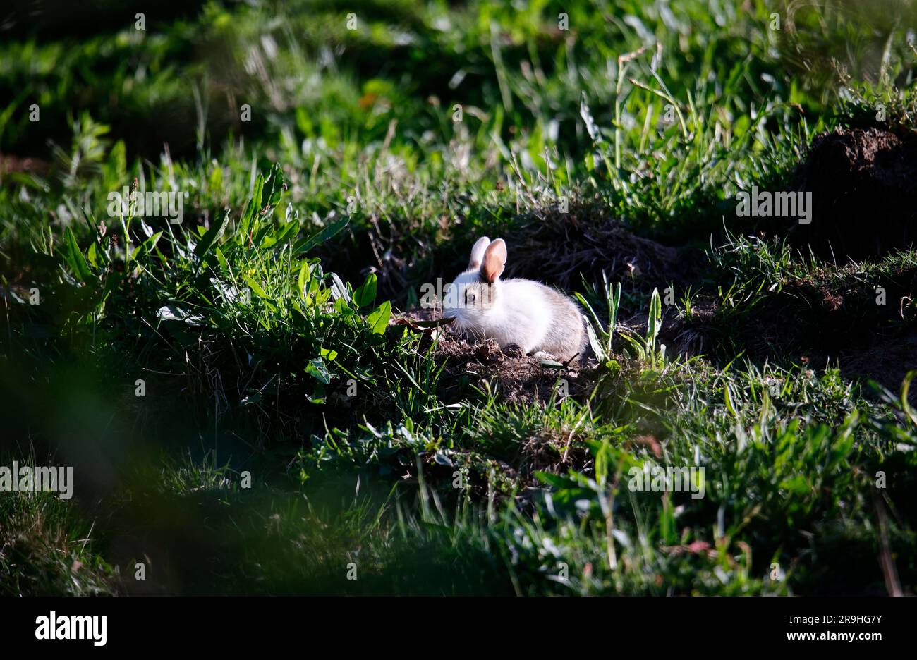 Distinctive young rabbit outside the warren Stock Photo - Alamy