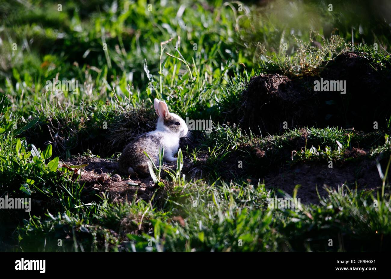 Distinctive young rabbit outside the warren Stock Photo - Alamy