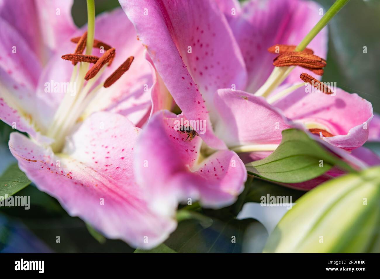 Inflorescence macro - lily flower Stock Photo - Alamy