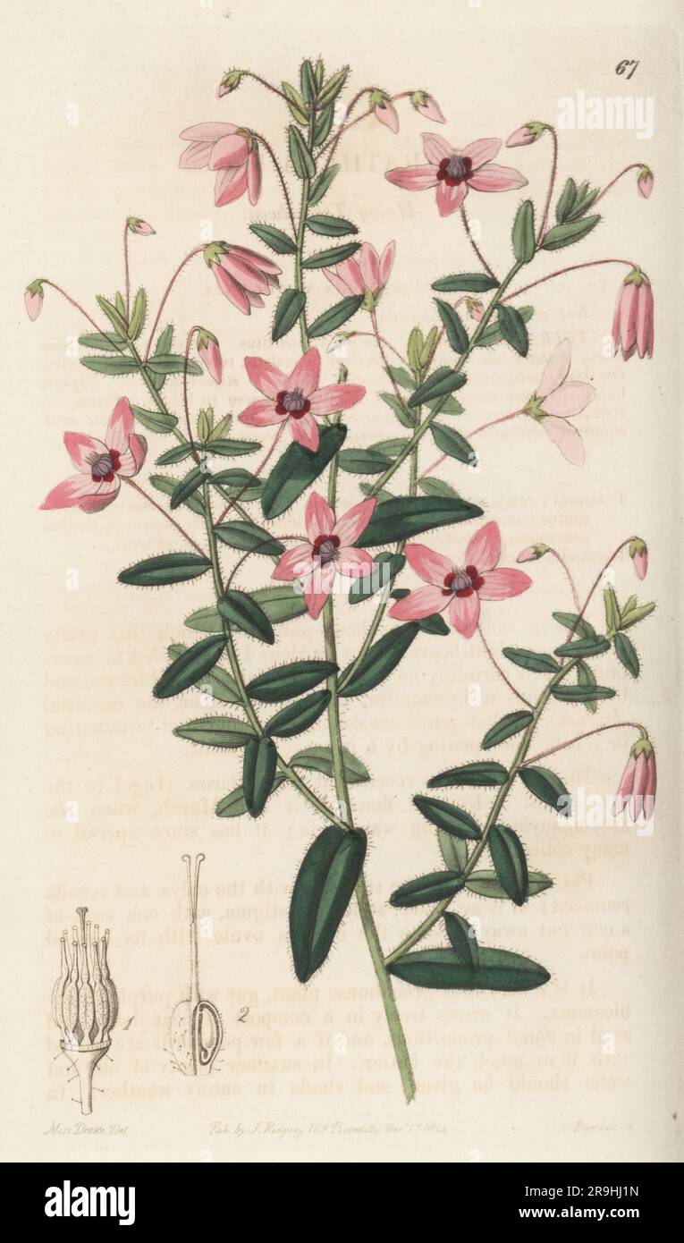 Susan ridgway hi-res stock photography and images - Alamy