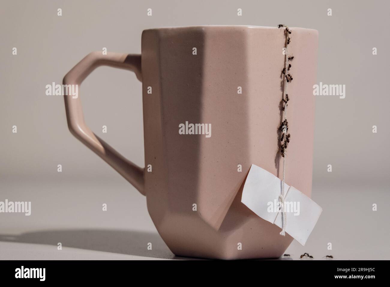 Ants on a cup in the house - coming in on a string Stock Photo - Alamy