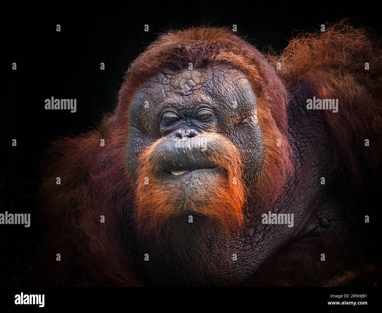 HILARIOUS images of a grandpa and baby orang’s funny showdown with ...