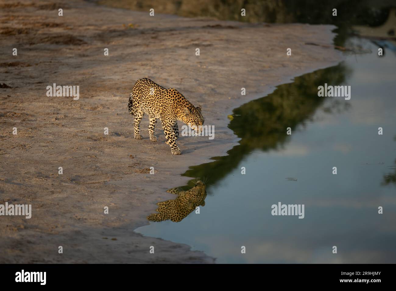 A (female) leopard comes to the watering hole to drink in the best ...