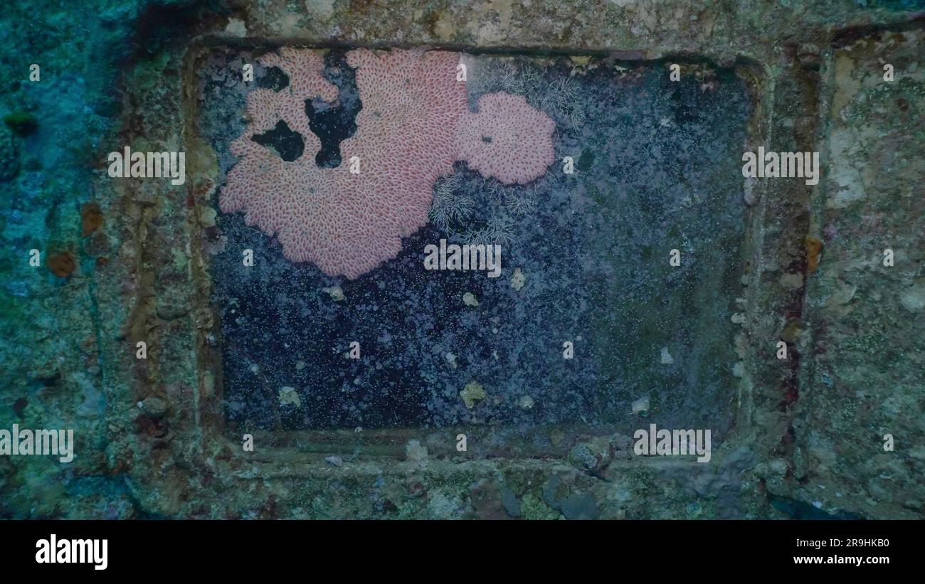 Sea animals growing on window glass of cabin of ferry Salem Express ...