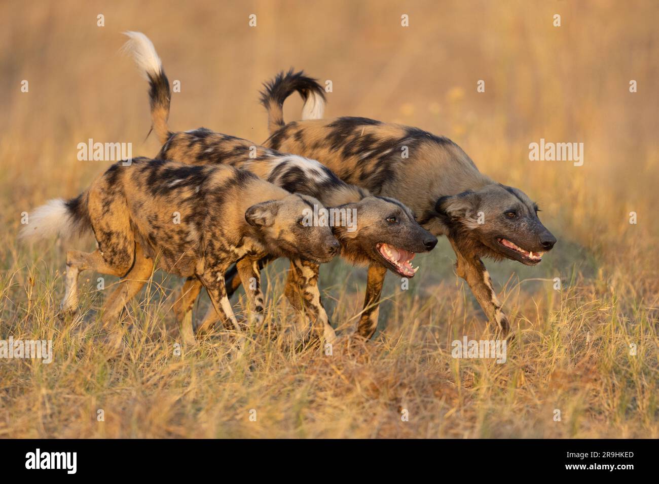 The alpha-female and alpha-male (African Wild Dogs) with another member ...