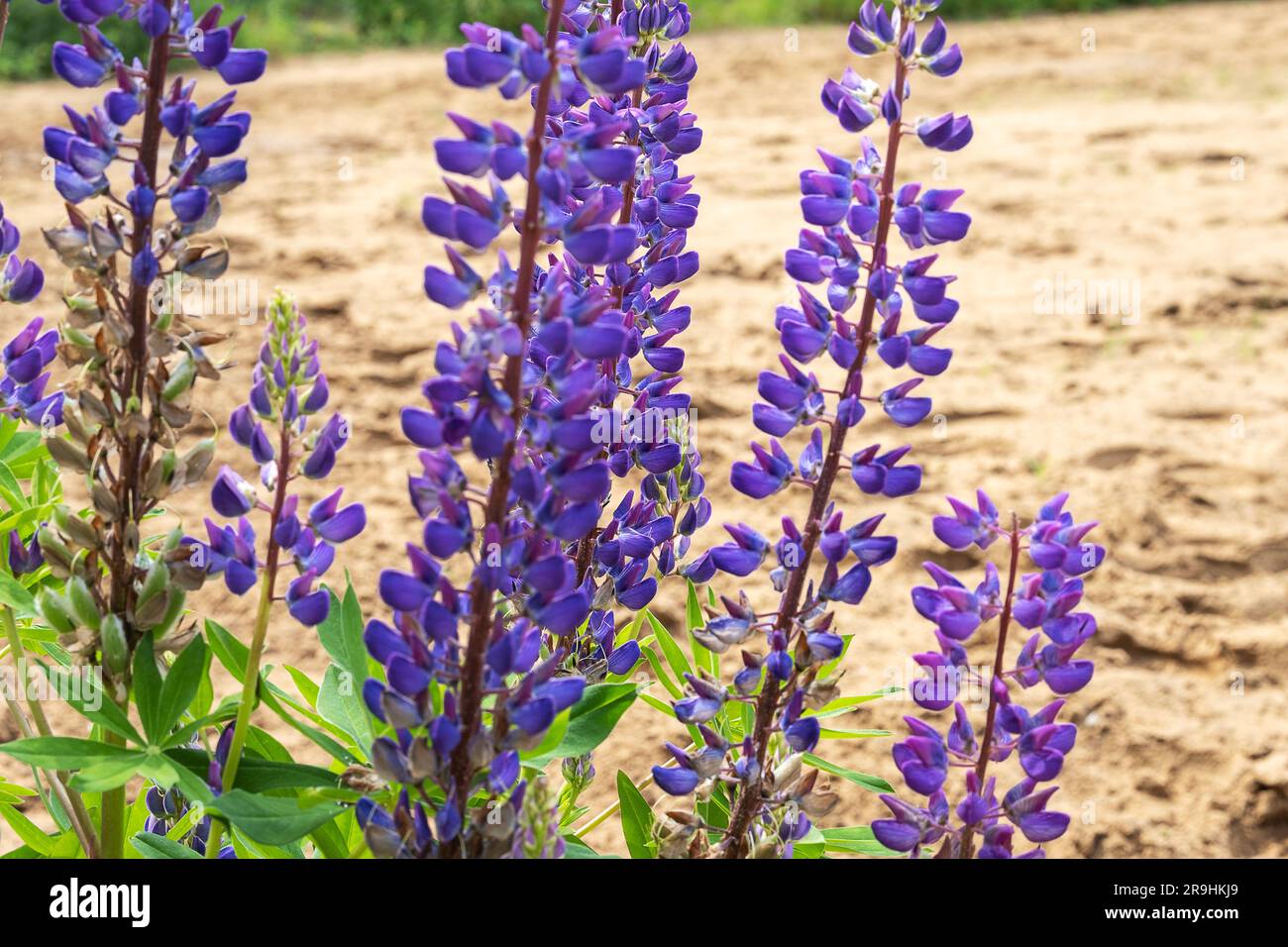 Lupine lupin wolf bean hi-res stock photography and images - Alamy