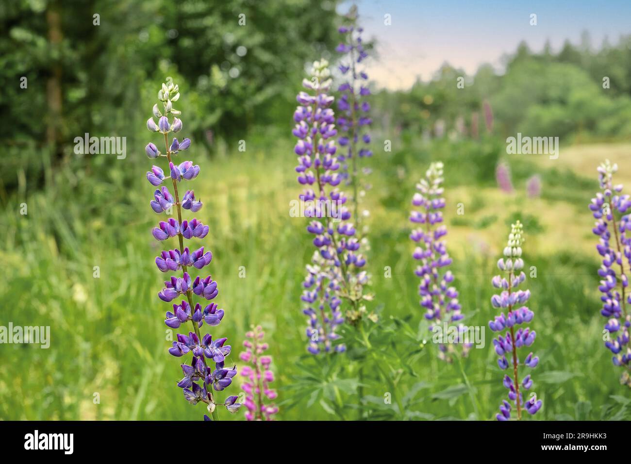 Lupine lupin wolf bean hi-res stock photography and images - Alamy