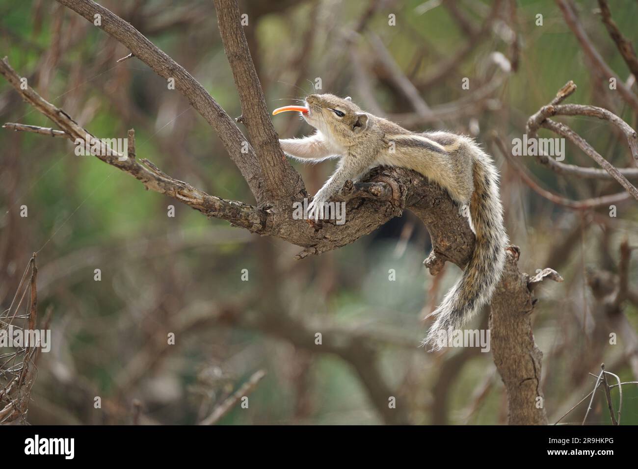 Squirrel tongue hi-res stock photography and images - Alamy