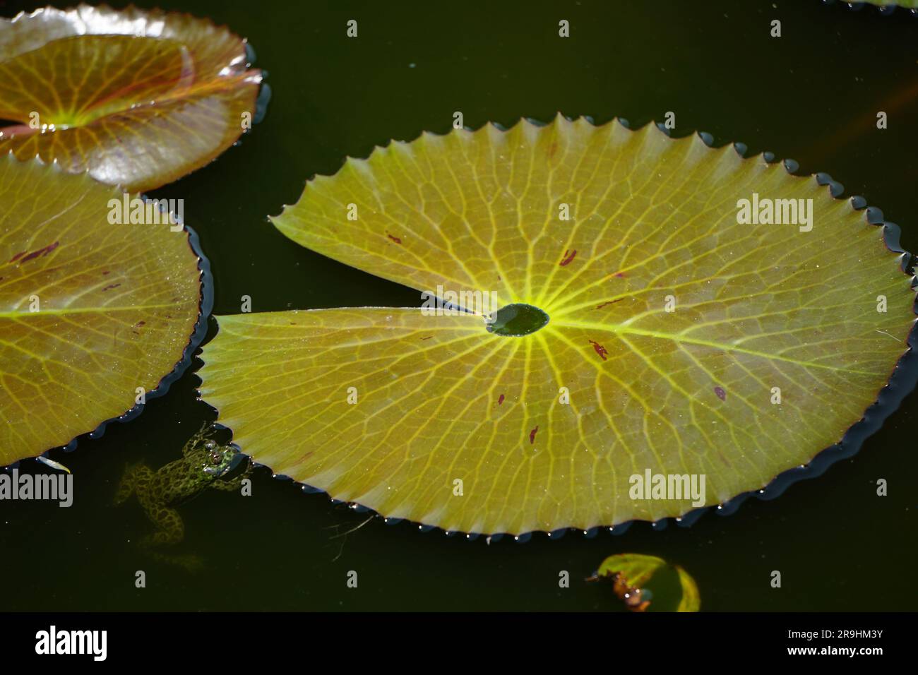 Beautiful visuals hi-res stock photography and images - Alamy