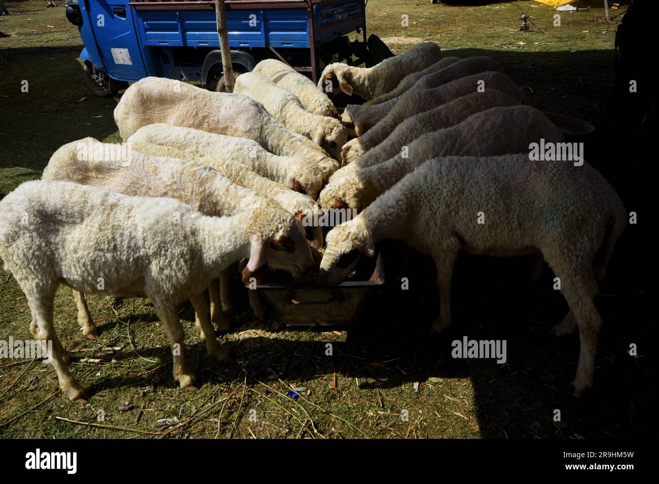 Srinagar, India. 27th June, 2023. Sheep are seen at a livestock market ...