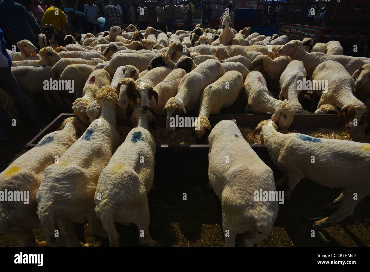 Srinagar, India. 27th June, 2023. Sheep are seen at a livestock market ...