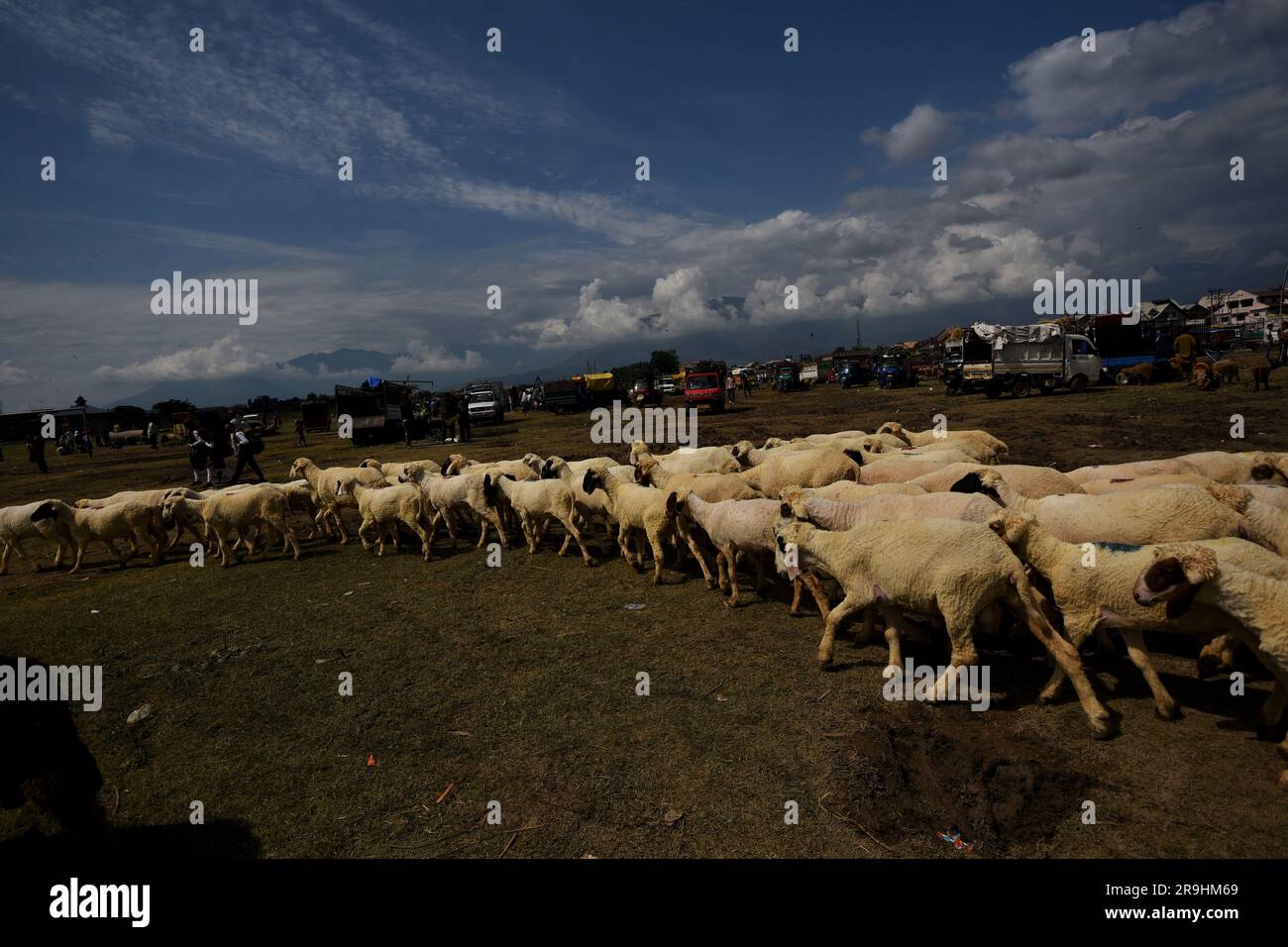 Hundreds of cows hi-res stock photography and images - Alamy