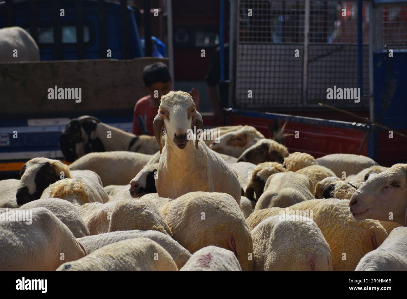 Srinagar, India. 27th June, 2023. Sheep are seen at a livestock market ...