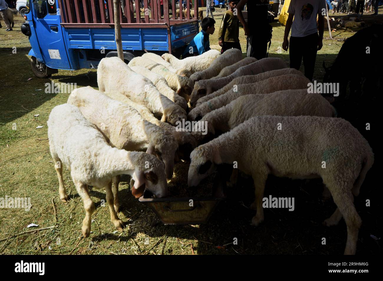 Srinagar, India. 27th June, 2023. Kashmiri Muslims gather at a ...