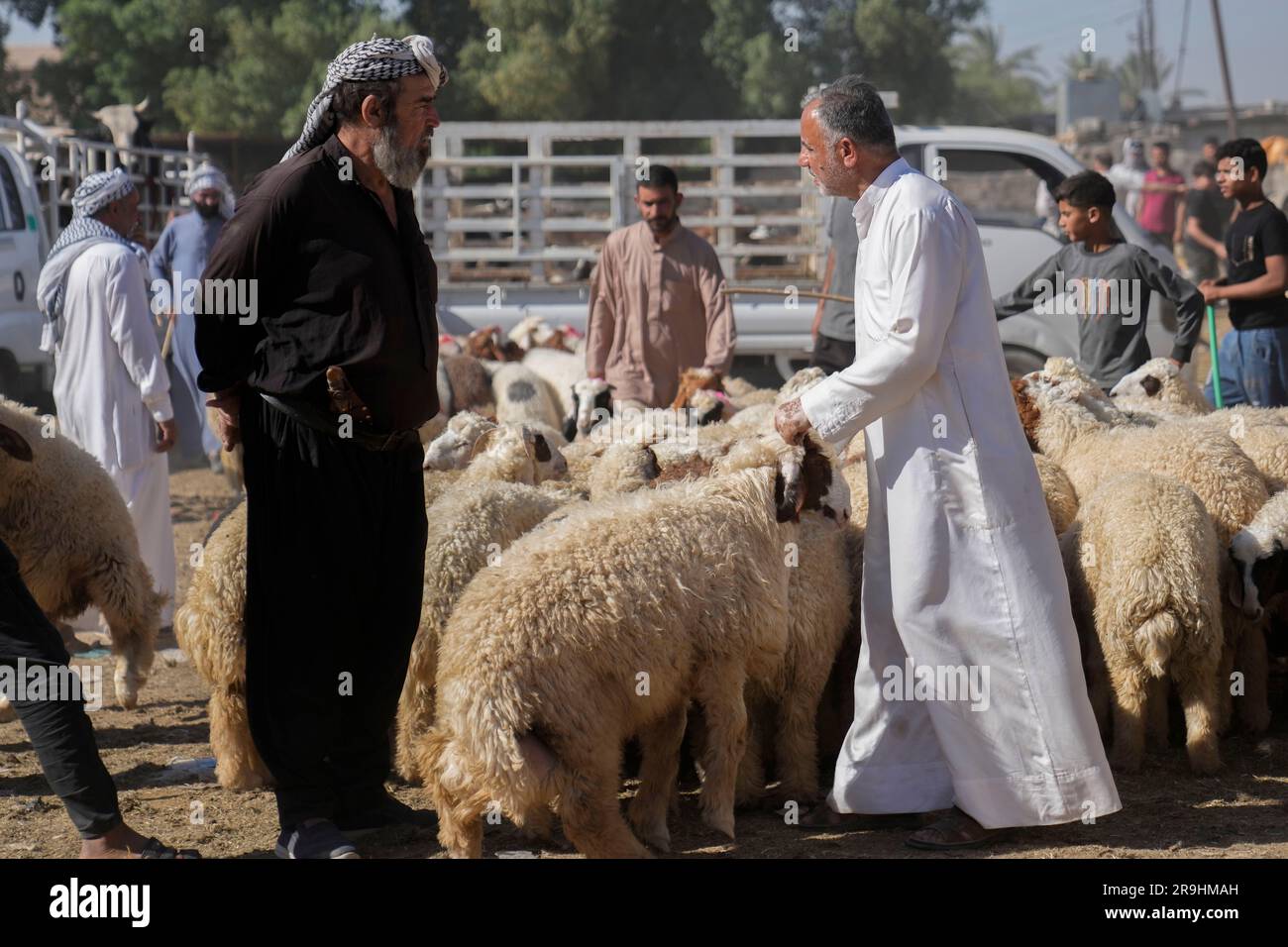 Vendors display sheep for customers at a cattle market ahead of the Eid ...
