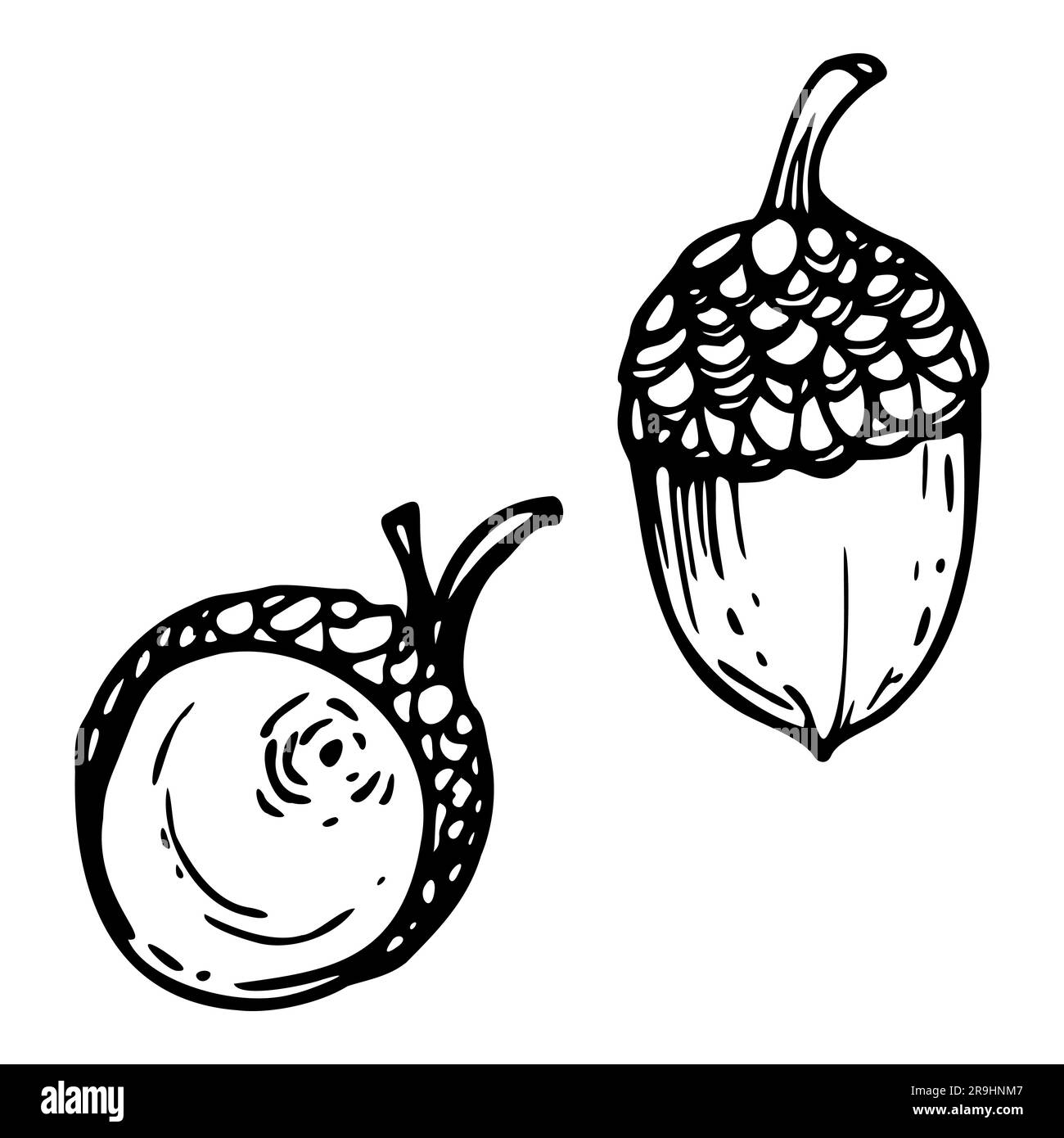 Hand drawn ink vector oak tree acorn. Sketch illustration art for ...