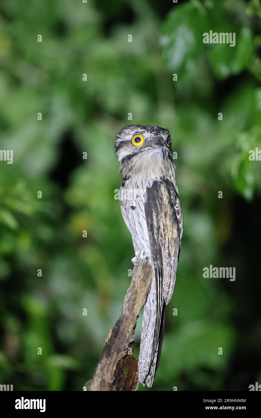 Northern potoo (Nyctibius jamaicensis) in Jamaica Stock Photo - Alamy