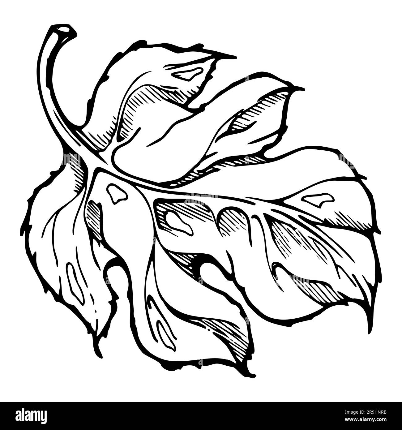 Rural squash Stock Vector Images - Alamy