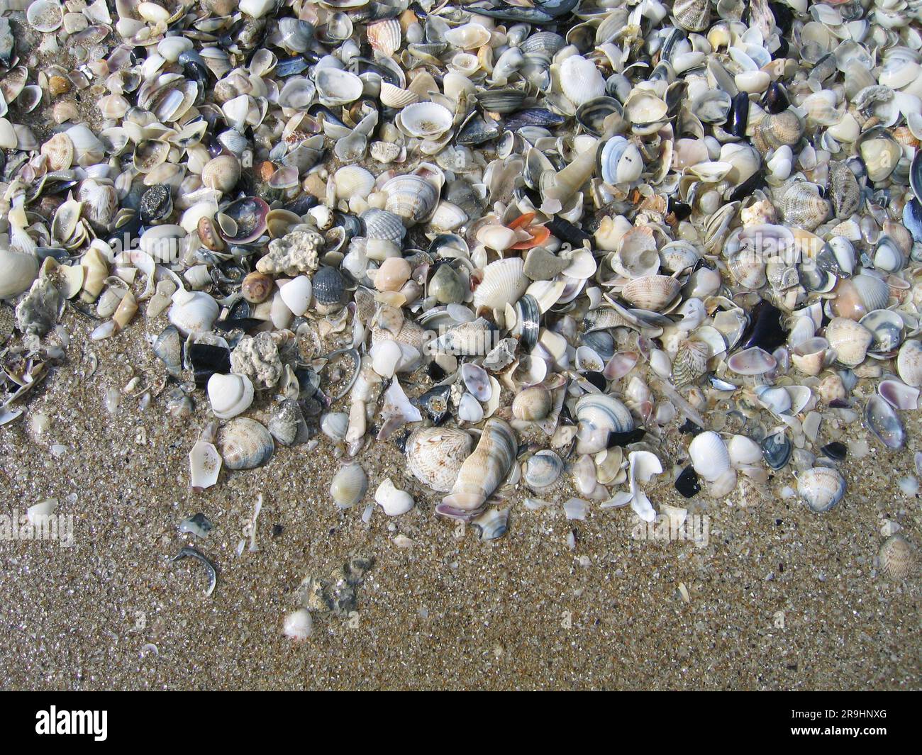 Sea shells on sand background Stock Photo - Alamy