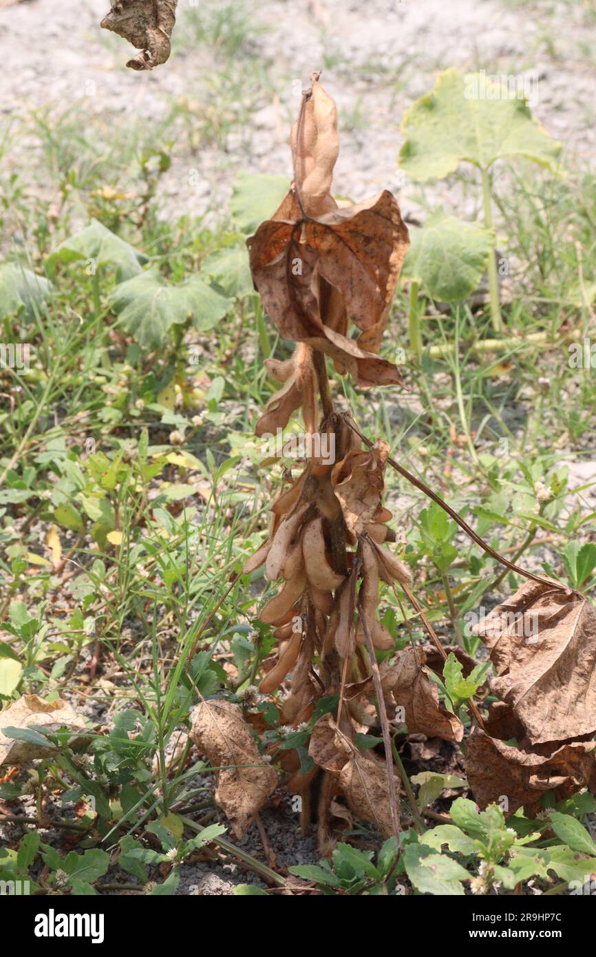 ripe soybean on tree in farm for oil harvesting are cash crops Stock ...