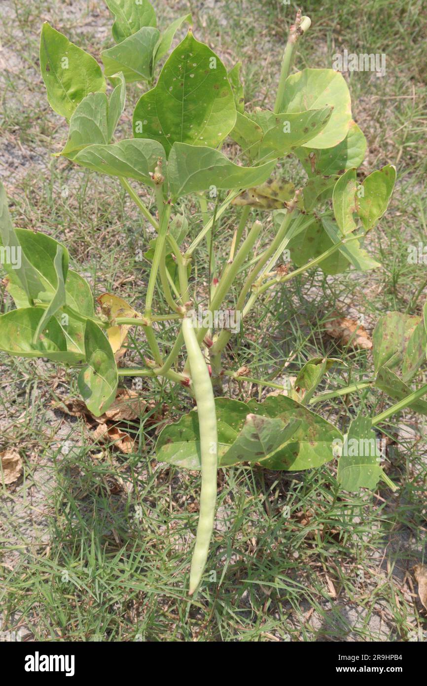 Planting cash crops hi-res stock photography and images - Alamy