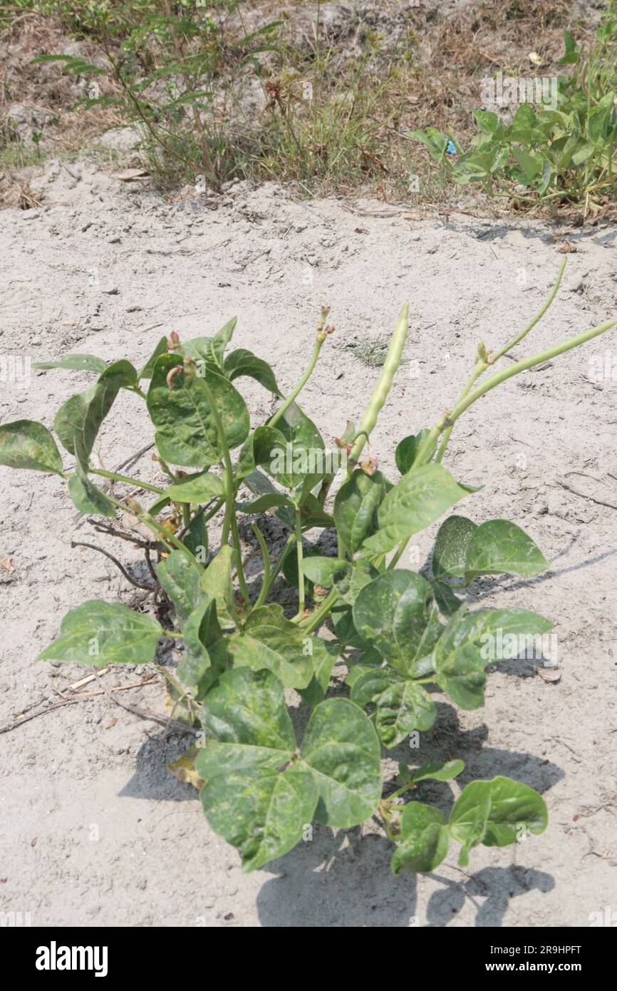 ripe cow pea bean on tree in farm for harvest are cash crops Stock ...