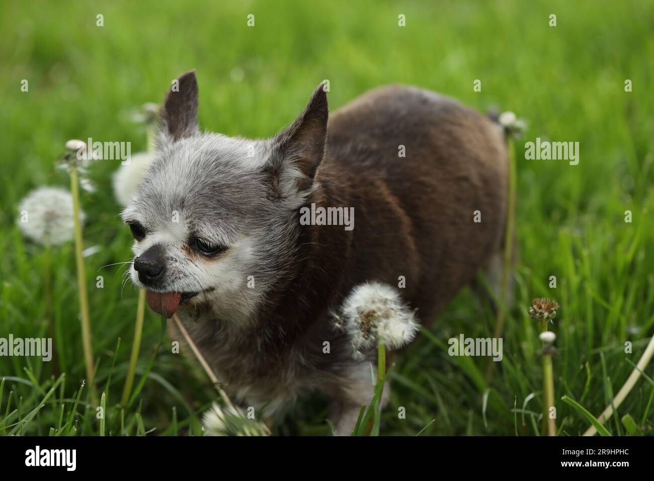 Old chihuahua hi-res stock photography and images - Alamy