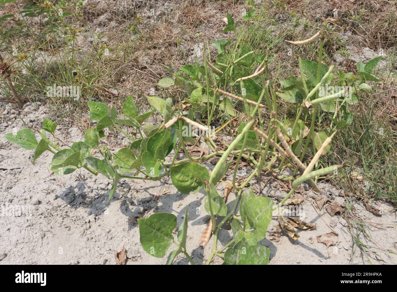 ripe cow pea bean on tree in farm for harvest are cash crops Stock ...