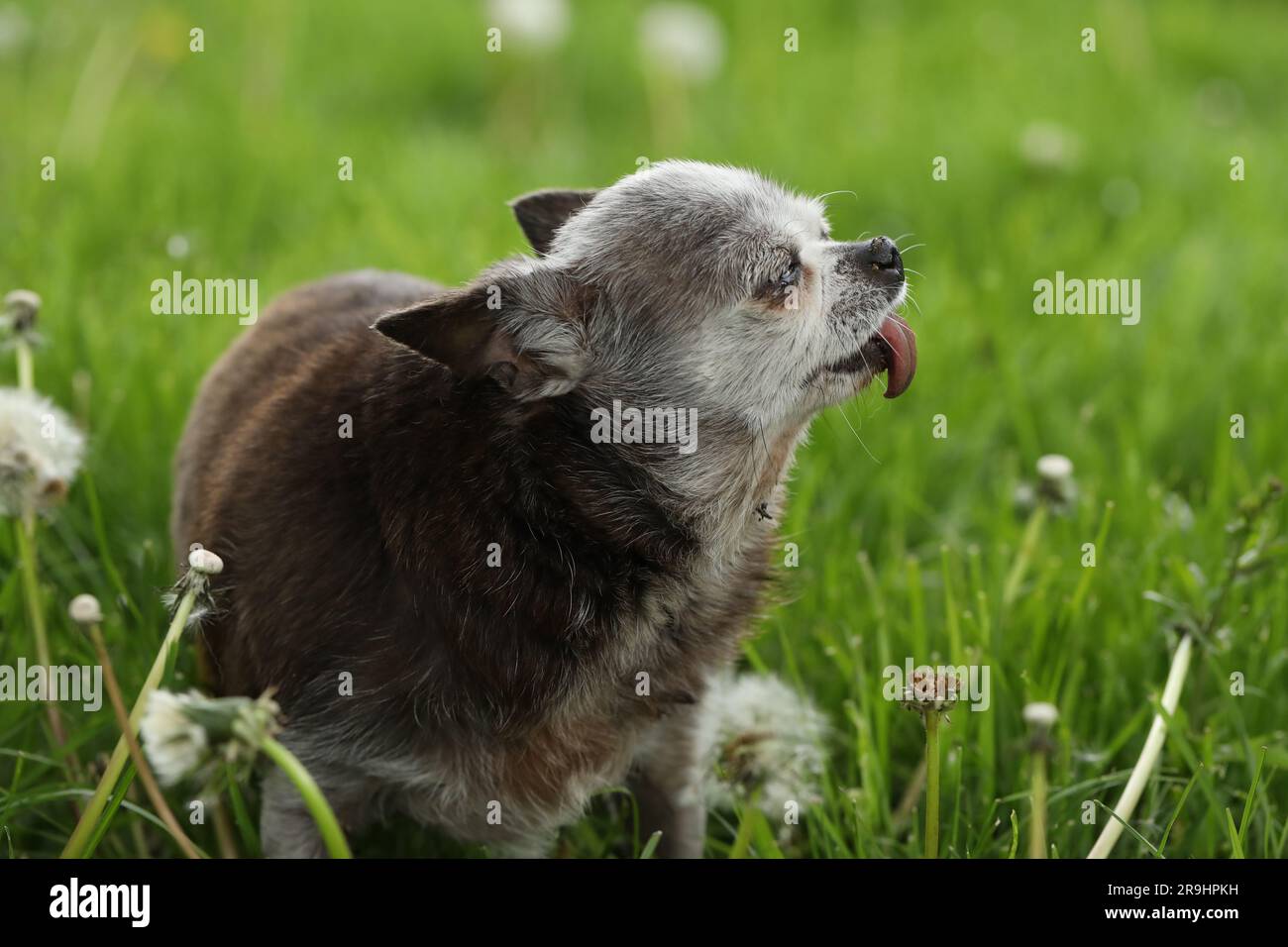 very old grey-haired cute dog of chihuahua breed Stock Photo - Alamy