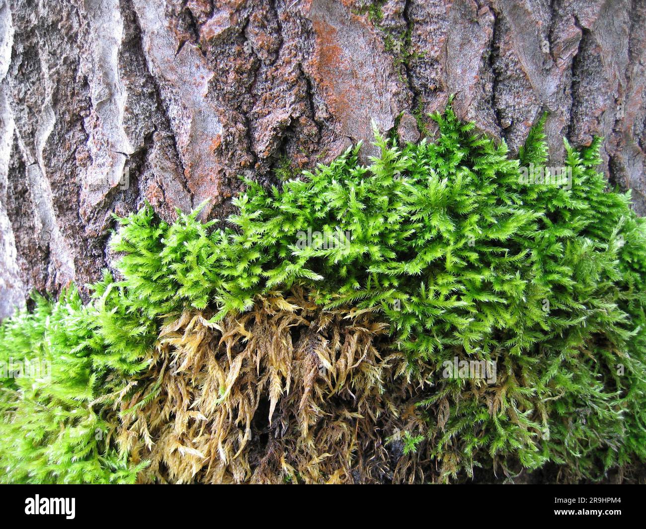 Tree trunk with green background hi-res stock photography and images ...