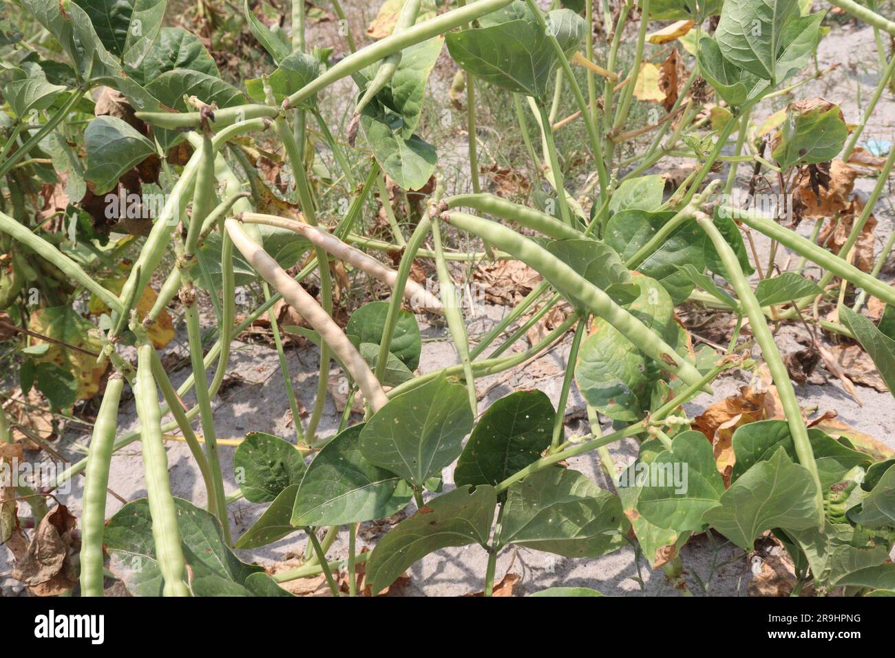 Cow beans hi-res stock photography and images - Alamy
