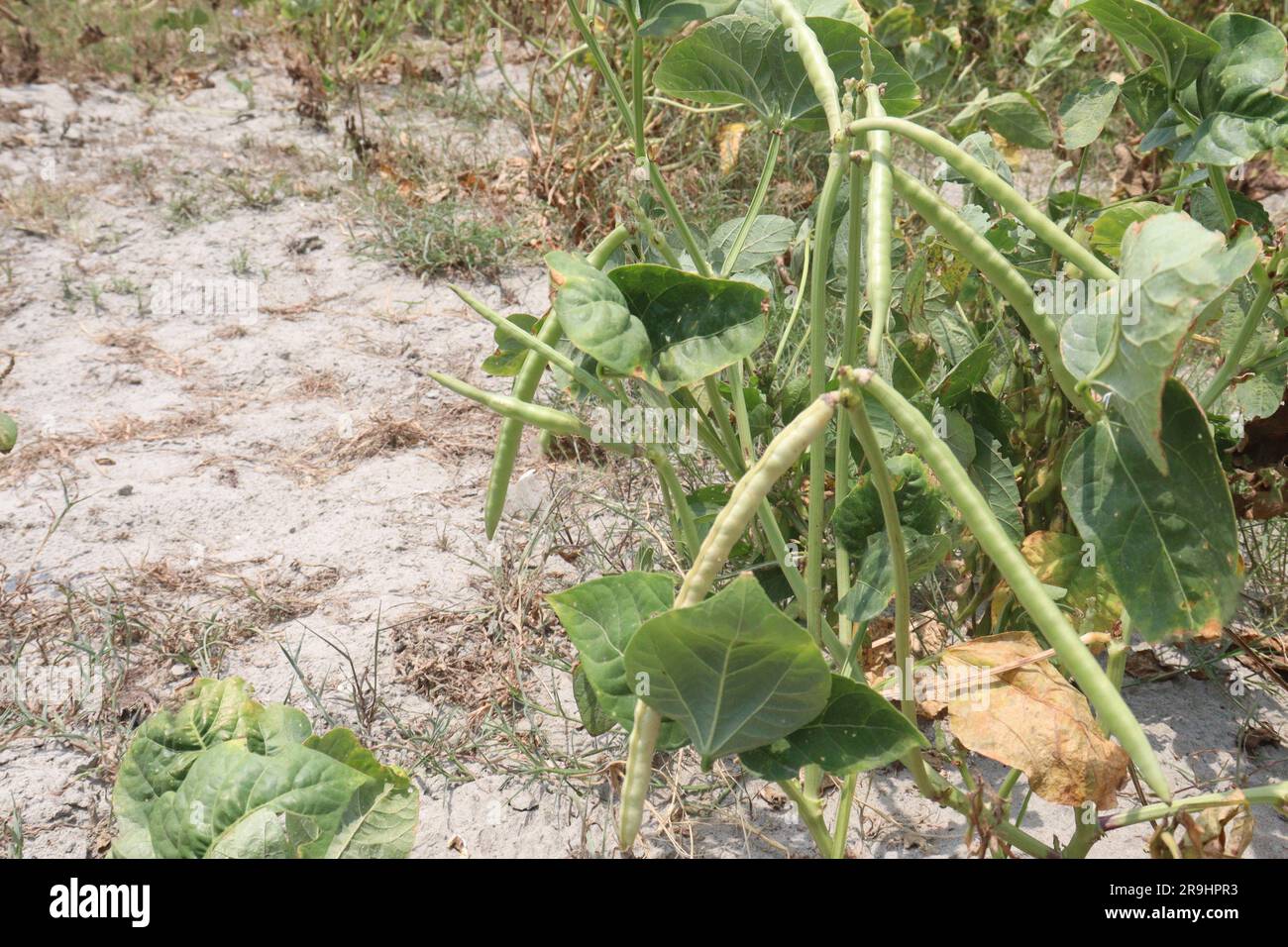 ripe cow pea bean on tree in farm for harvest are cash crops Stock ...