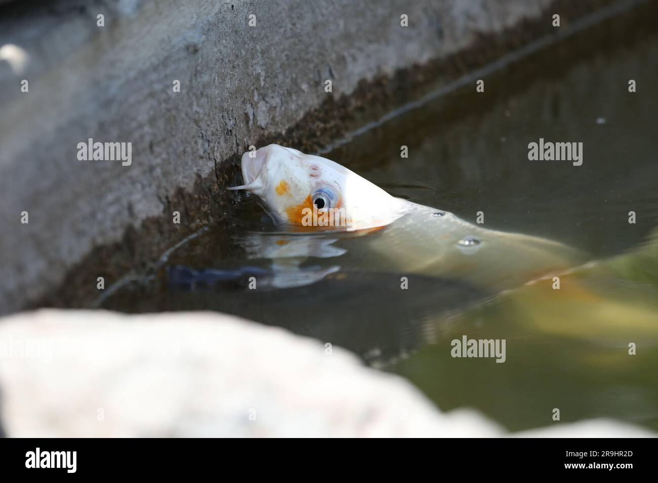 A koi fish in a pond with a yellow head and a white head Stock Photo ...