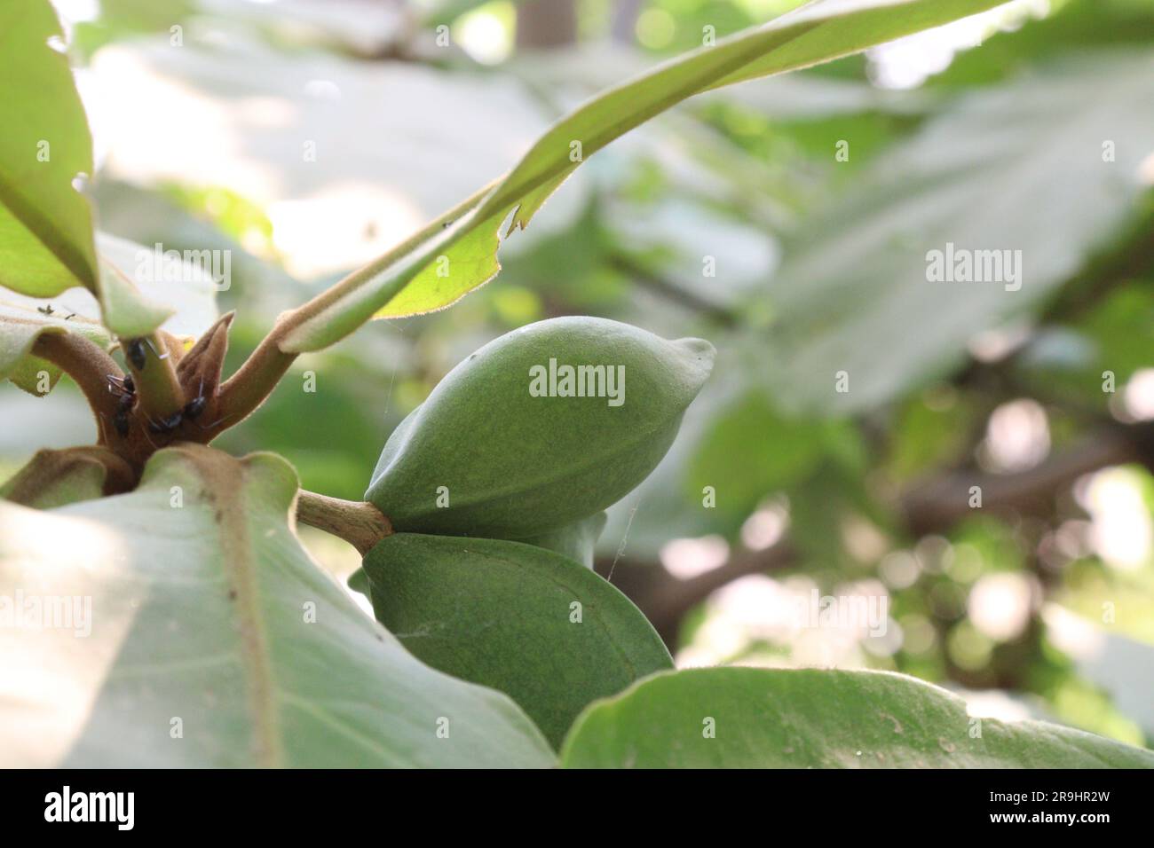 Terminalia catappa on tree in nursery for harvest are cash crops Stock ...
